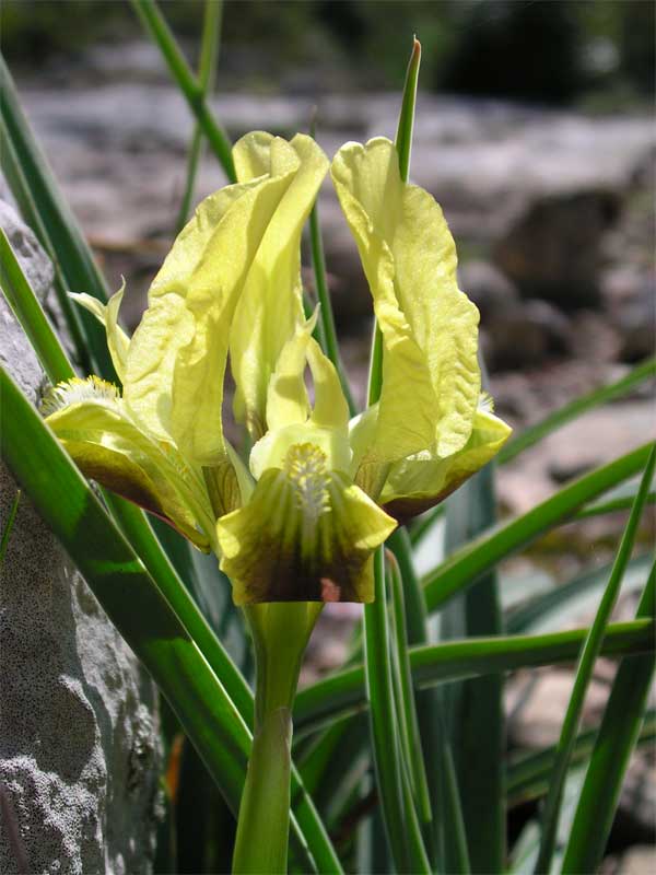 Iris pseudopumila / Giaggiolo siciliano , Natura Mediterraneo | Forum ...