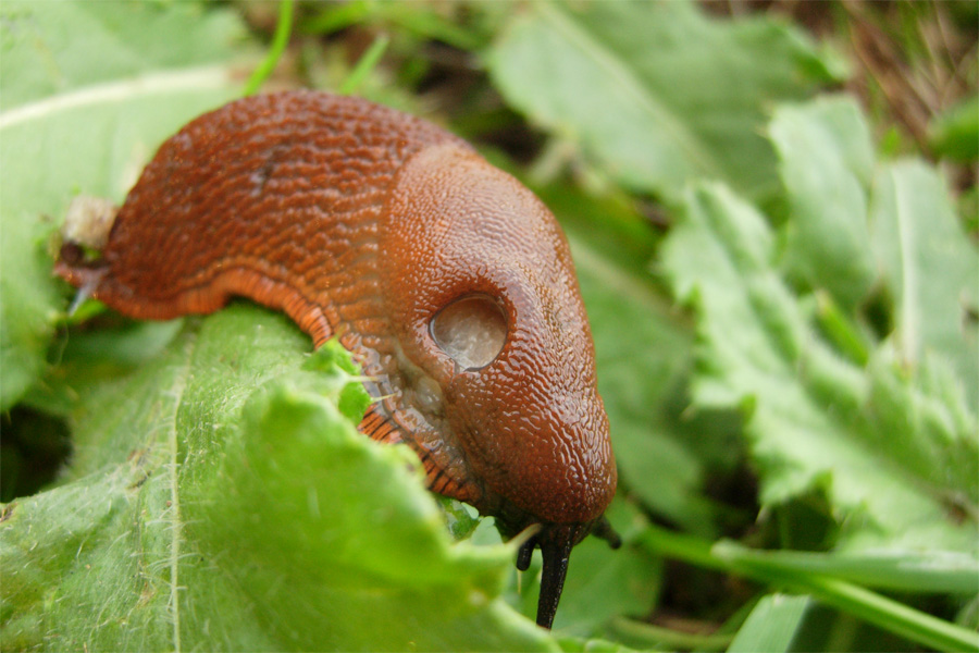 lumache emiliane , Natura Mediterraneo | Forum Naturalistico