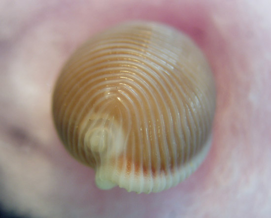 Trivia artctica e multilirata , Natura Mediterraneo | Forum Naturalistico