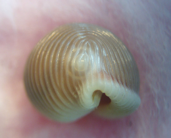Trivia artctica e multilirata , Natura Mediterraneo | Forum Naturalistico