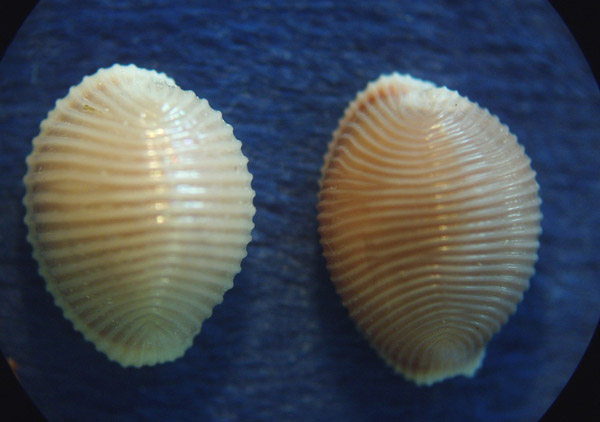 Trivia artctica e multilirata , Natura Mediterraneo | Forum Naturalistico