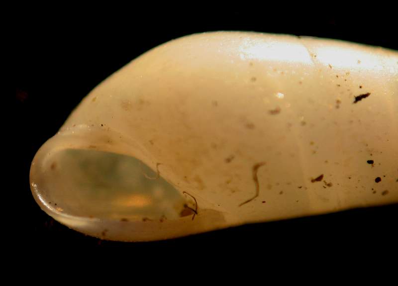 Melanella polita ? , Natura Mediterraneo | Forum Naturalistico