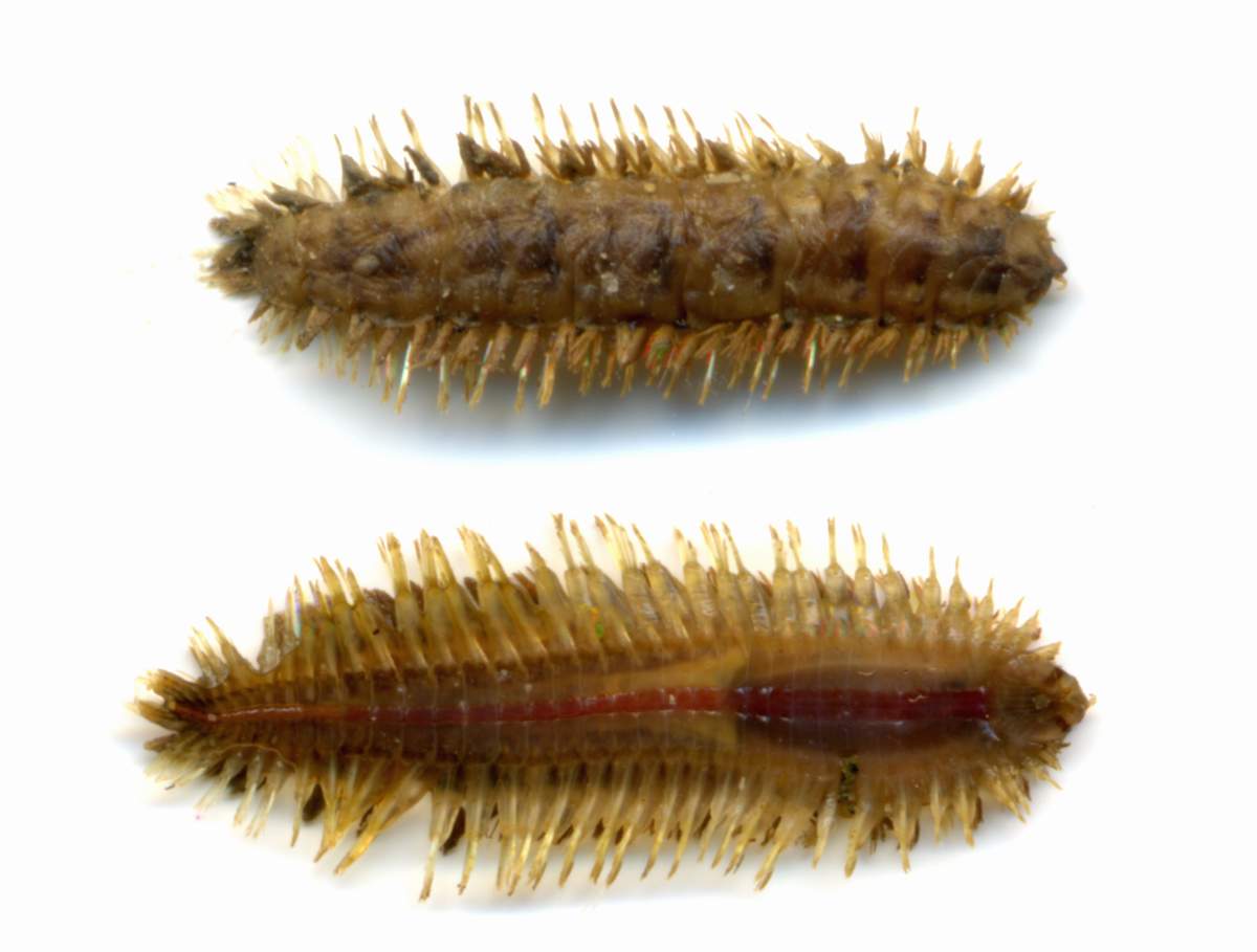 Pontobdella muricata , Natura Mediterraneo | Forum Naturalistico