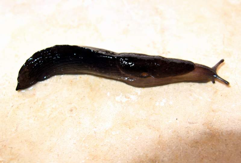 Milax sp. da La Maddalena , Natura Mediterraneo | Forum Naturalistico