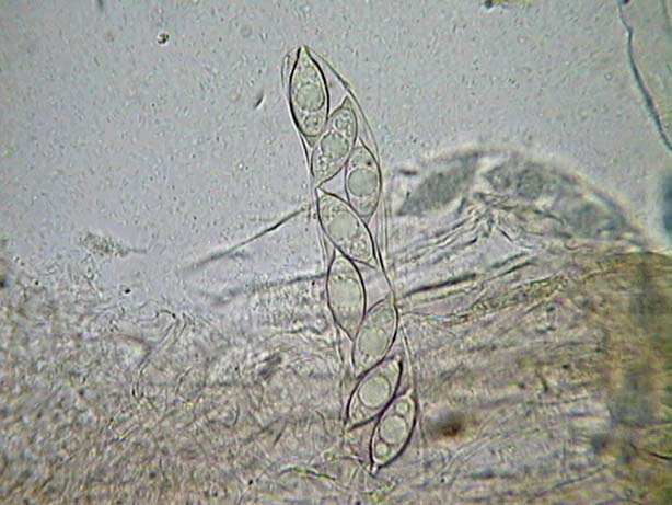 Discina perlata (Fr.: Fr.) Fr. , Natura Mediterraneo | Forum Naturalistico