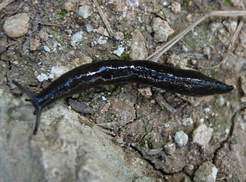 limax? , Natura Mediterraneo | Forum Naturalistico