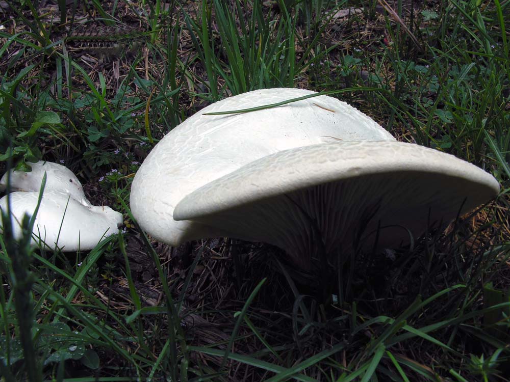 Pleurotus nebrodensis un vero business!!!! , Natura Mediterraneo ...