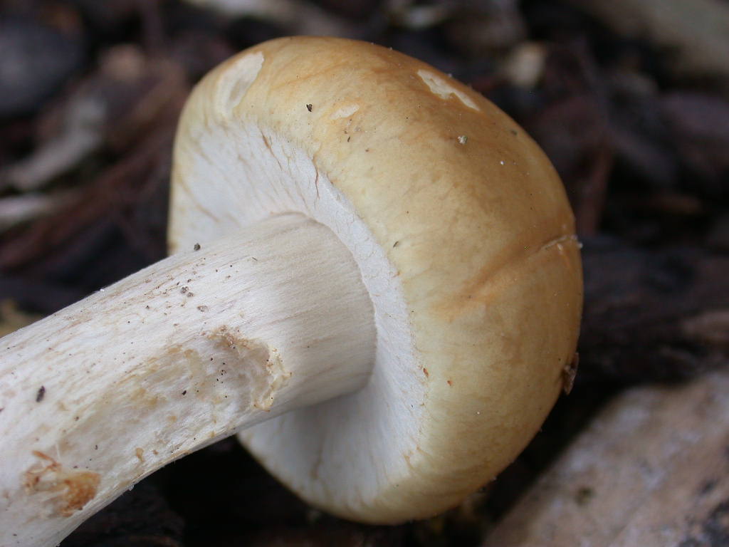 Lo è anche per me .... QUIZ !!! , Natura Mediterraneo | Forum Naturalistico