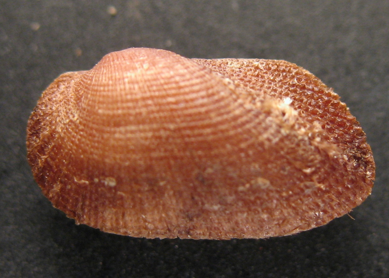 Asperarca , Natura Mediterraneo | Forum Naturalistico