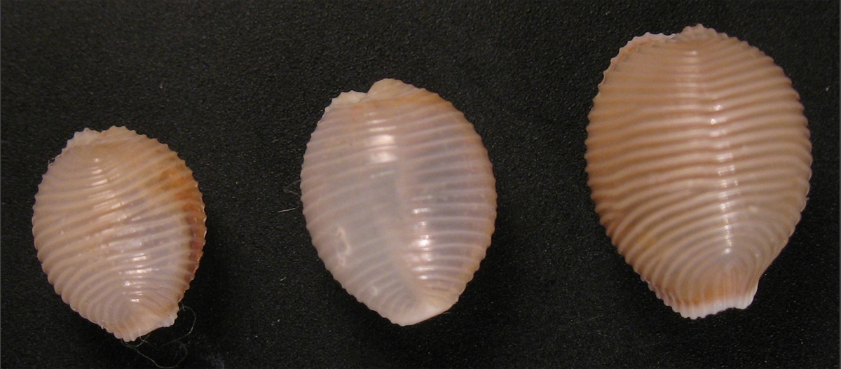 Trivia artctica e multilirata , Natura Mediterraneo | Forum Naturalistico