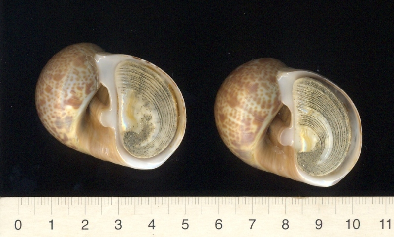 Aggiornamenti a scheda Naticidae , Natura Mediterraneo | Forum ...