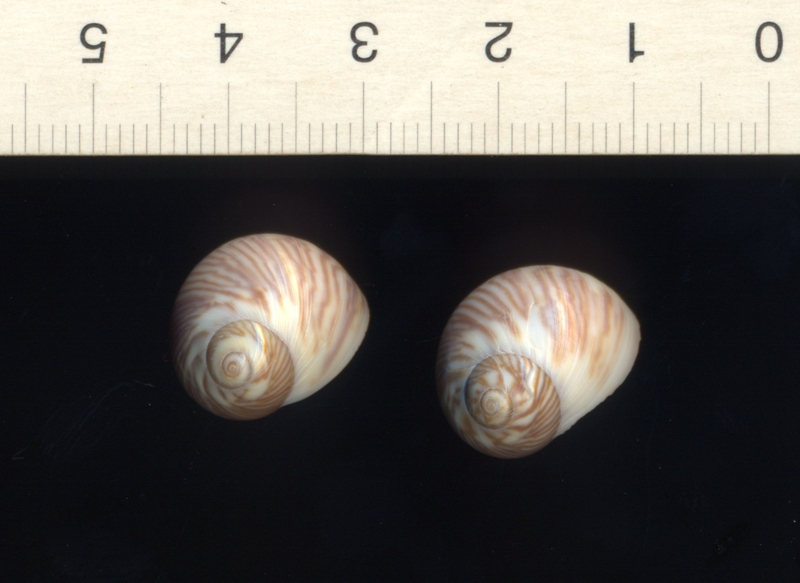 Aggiornamenti a scheda Naticidae , Natura Mediterraneo | Forum ...