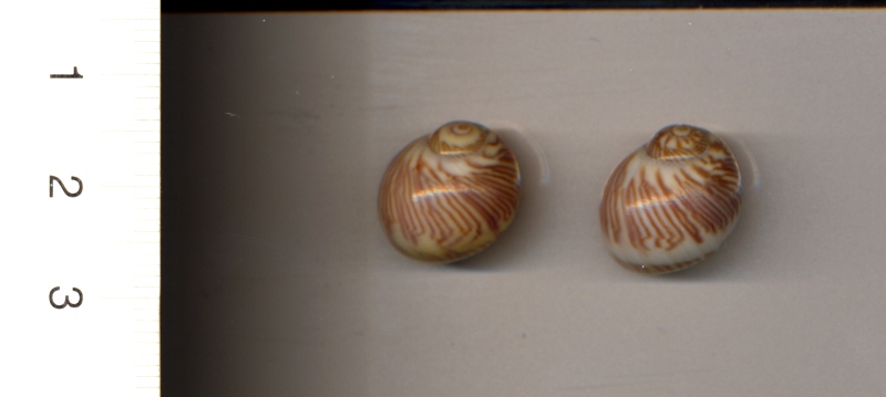 Aggiornamenti a scheda Naticidae , Natura Mediterraneo | Forum ...