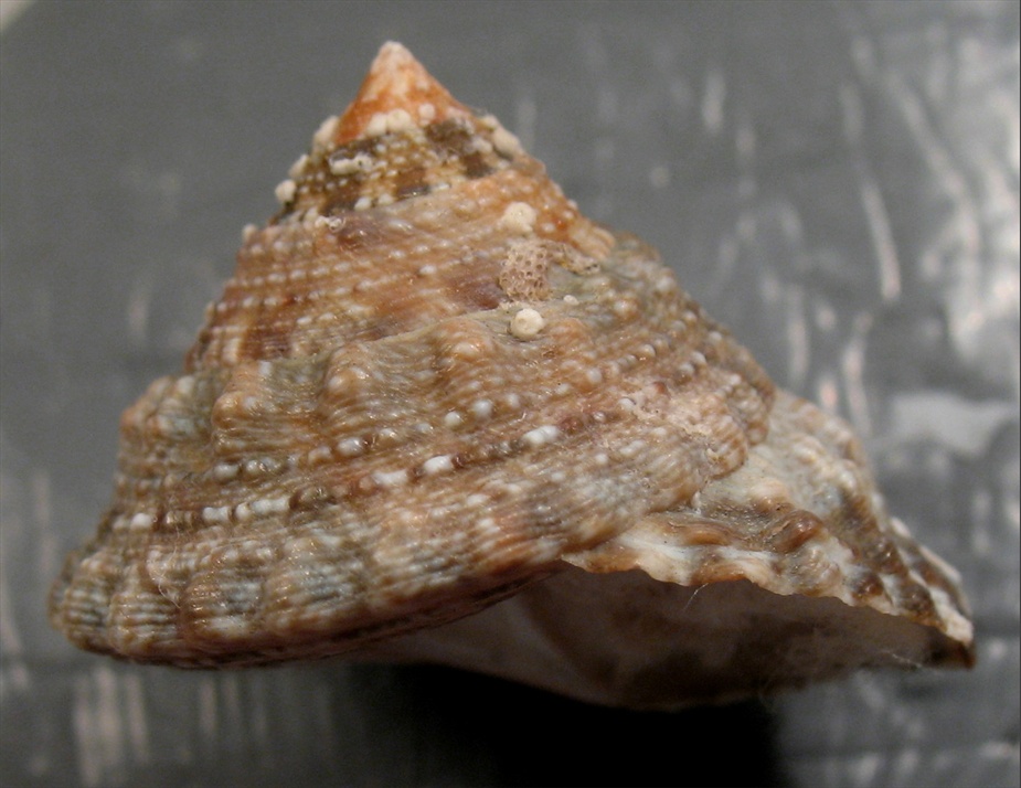 Trochoidea e affini nel Mediterraneo , Natura Mediterraneo | Forum ...