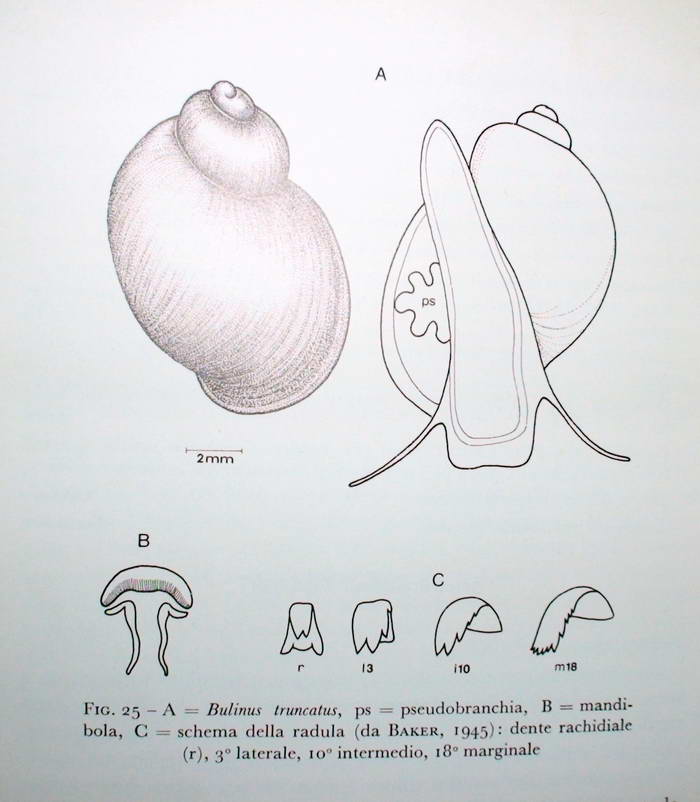 Bulinus o semplicemente..Physa? , Natura Mediterraneo | Forum Naturalistico