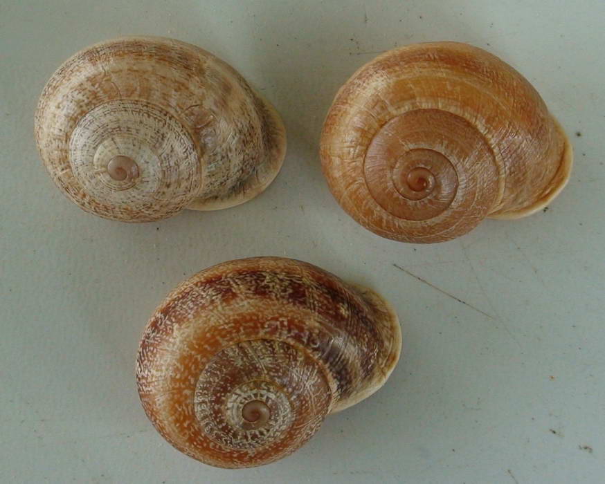 Eobania vermiculata ed Otala punctata e lactea , Natura Mediterraneo ...