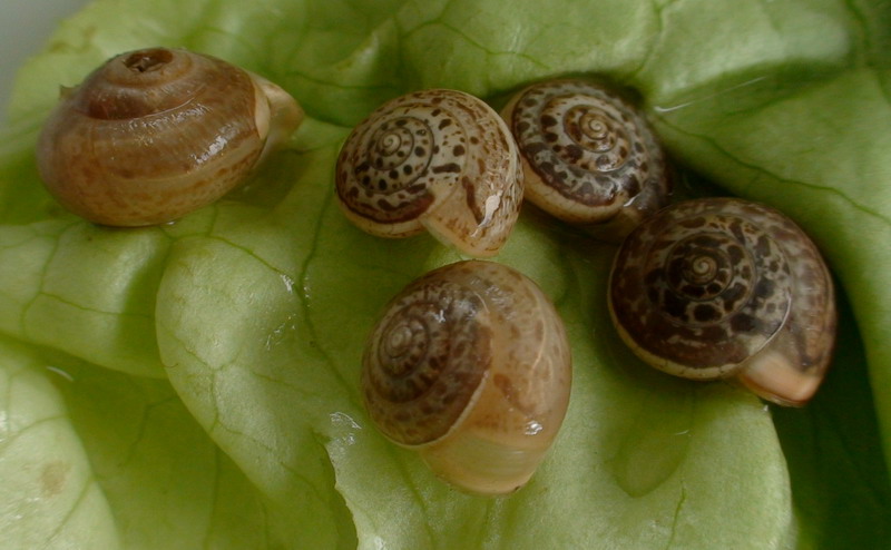Gasteropodi ed ambiente dalla Sila Greca , Natura Mediterraneo | Forum ...