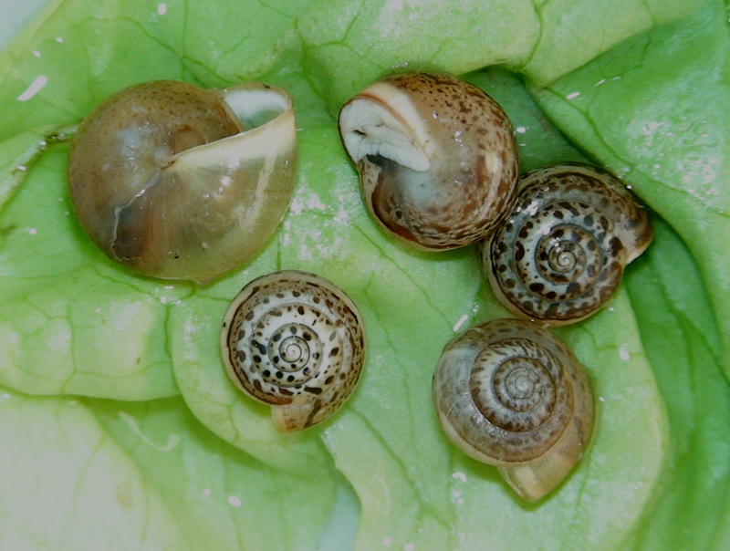 Gasteropodi ed ambiente dalla Sila Greca , Natura Mediterraneo | Forum ...