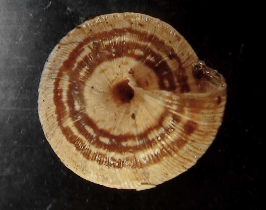 Trochoidea (Trochoidea) trochoides (Poiret,, 1789) , Natura ...