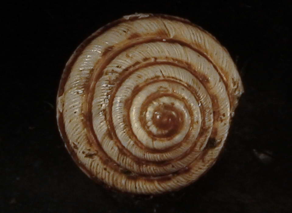 Trochoidea (Trochoidea) trochoides (Poiret,, 1789) , Natura ...