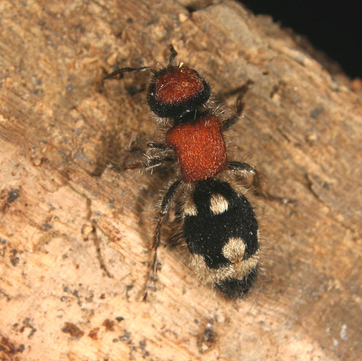 Ronisia brutia, femmina (Hymenoptera, Mutillidae) , Natura Mediterraneo ...