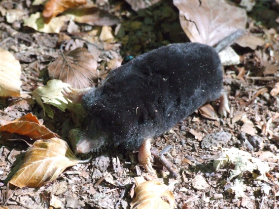 Talpa , Natura Mediterraneo | Forum Naturalistico
