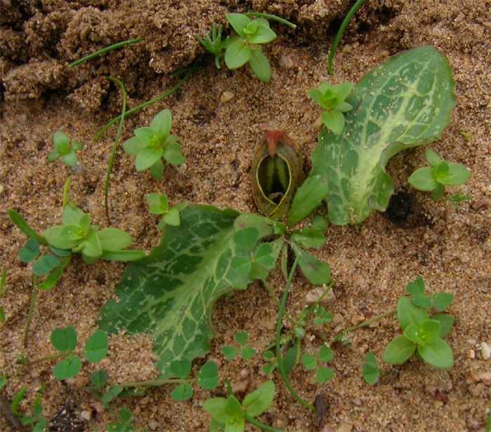 Ambrosina bassii / Ambrosina di Bassi , Natura Mediterraneo | Forum ...