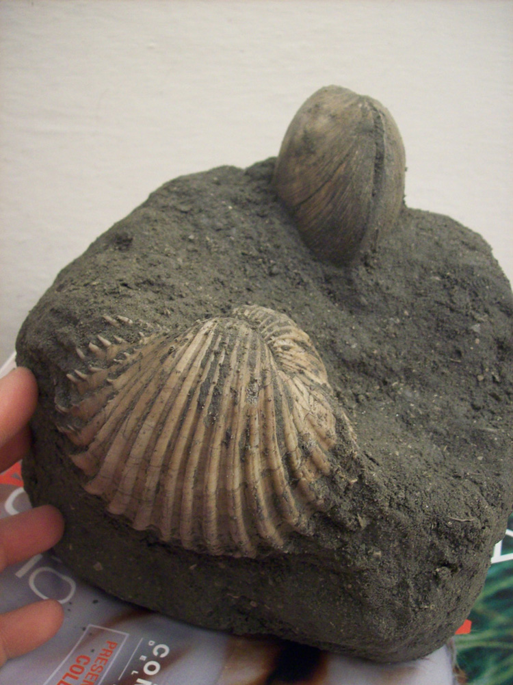 Cardium indicum (Lamarck, 1819) - Pliocene Toscana , Natura ...