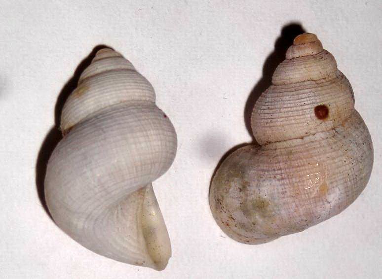 Identificazione gasteropodi , Natura Mediterraneo | Forum Naturalistico