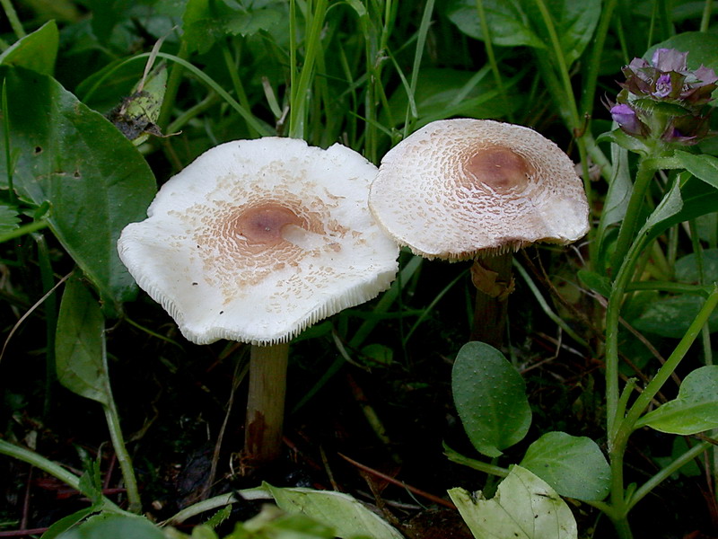 Le prime pioggie , Natura Mediterraneo | Forum Naturalistico