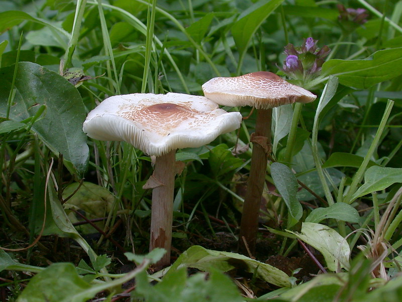 Le prime pioggie , Natura Mediterraneo | Forum Naturalistico