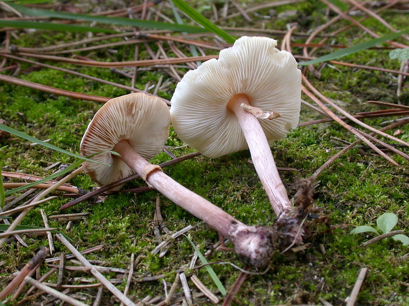 Le prime pioggie , Natura Mediterraneo | Forum Naturalistico