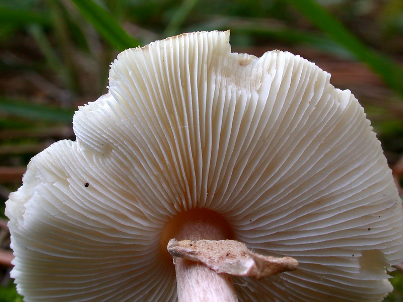 Le prime pioggie , Natura Mediterraneo | Forum Naturalistico