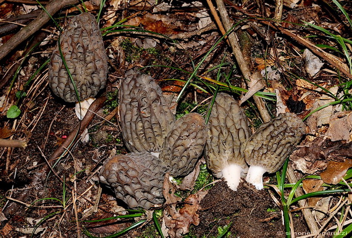 Morchelle di San Rossore (Morchella conica s.l.) , Natura Mediterraneo ...