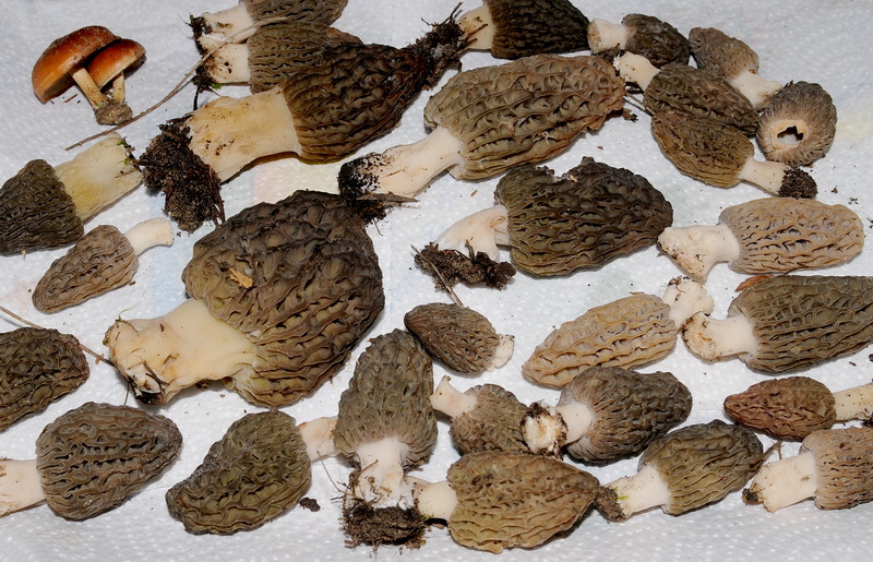 Morchelle di San Rossore (Morchella conica s.l.) , Natura Mediterraneo ...