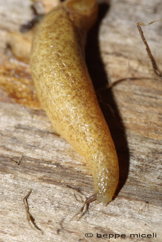Testacellidae , Natura Mediterraneo | Forum Naturalistico
