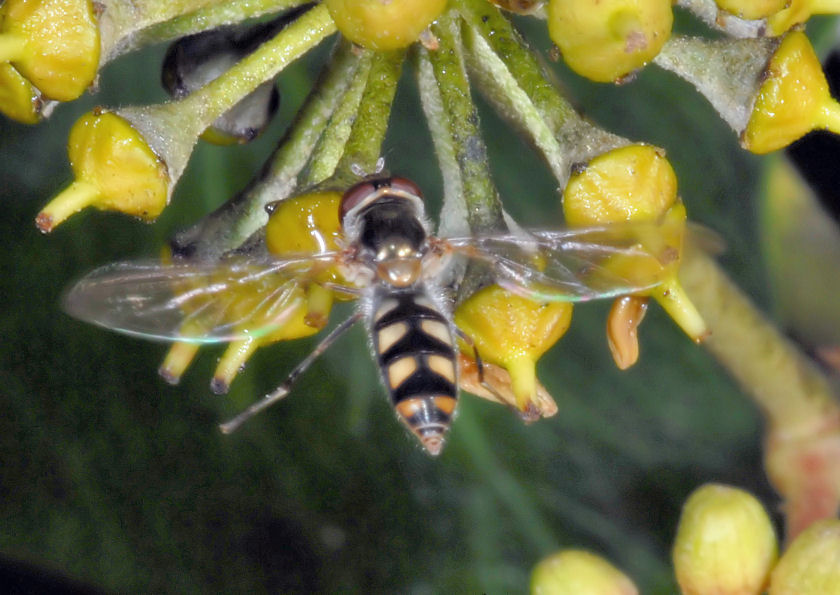 Elaborazione post scatto - Sirfide in volo , Natura Mediterraneo ...