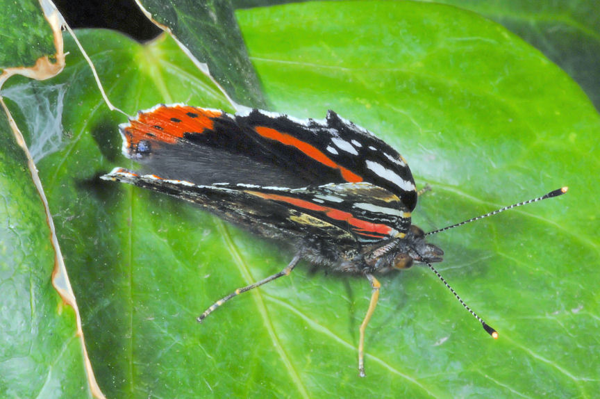 Farfalla n 3 , Natura Mediterraneo | Forum Naturalistico