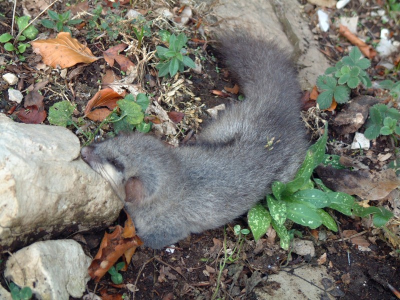 Ghiro - Monte Redentore, Formia (LT) , Natura Mediterraneo | Forum ...