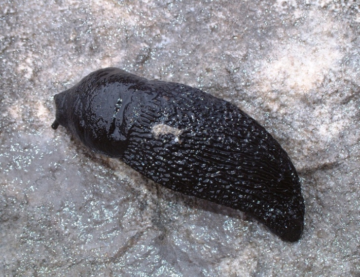 Un Limax sp.n. da Monti di Meta (FR) piacciono i cetrioli , Natura ...