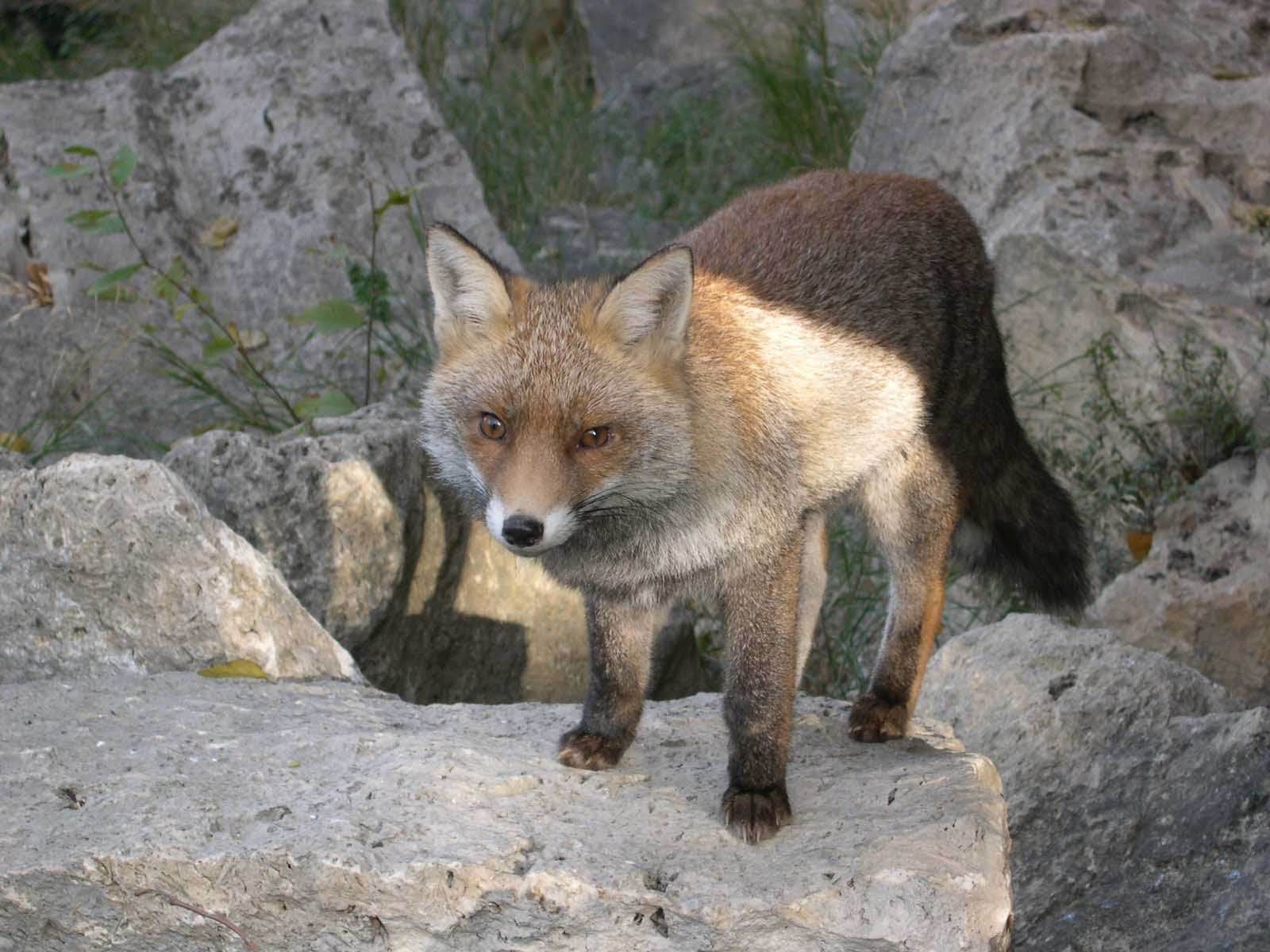 lupi , Natura Mediterraneo | Forum Naturalistico