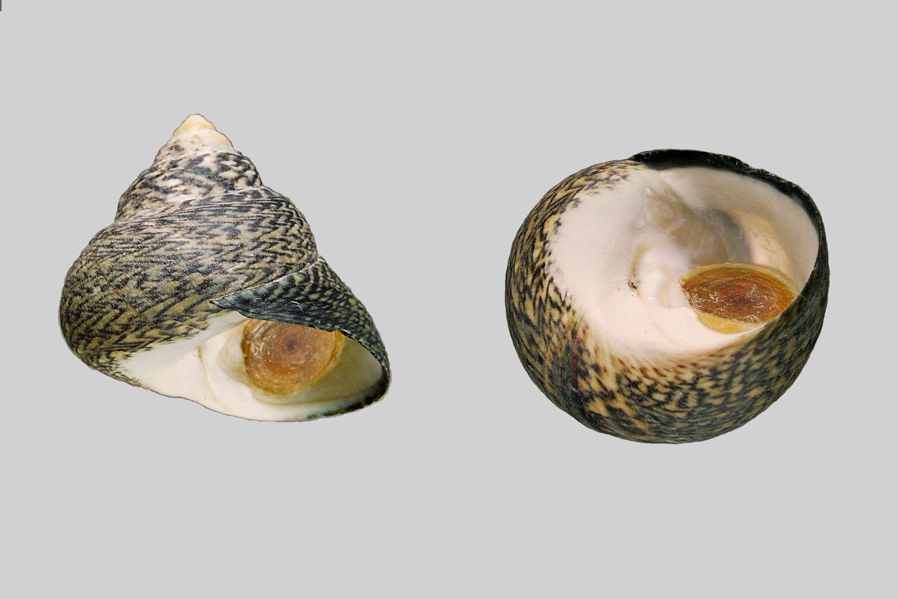 Trochoidea e affini nel Mediterraneo , Natura Mediterraneo | Forum ...