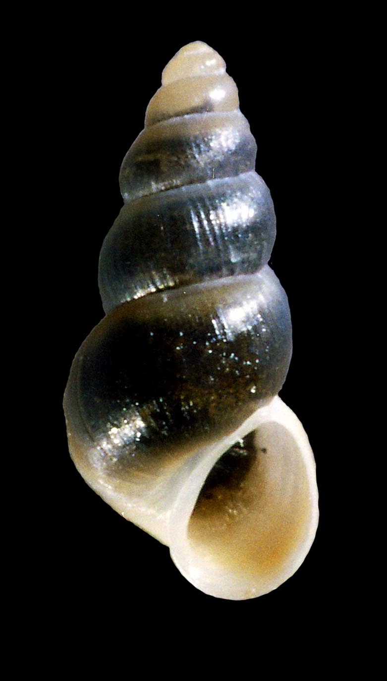 Hydrobiidae (Cres isl.) , Natura Mediterraneo | Forum Naturalistico