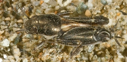 Grilli, Locuste e Cavallette: ORTHOPTERA Guida alle Famiglie , Natura ...