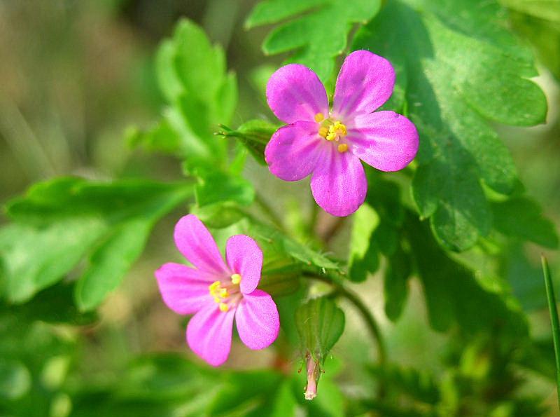 Geranium purpureum / Geranio purpureo , Natura Mediterraneo | Forum ...