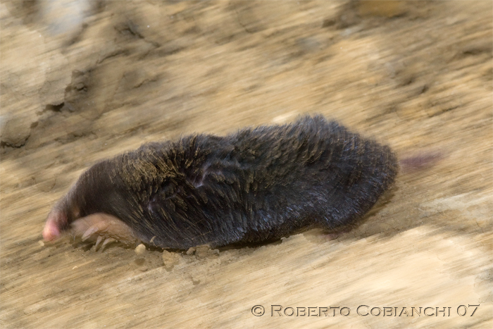Talpa , Natura Mediterraneo | Forum Naturalistico