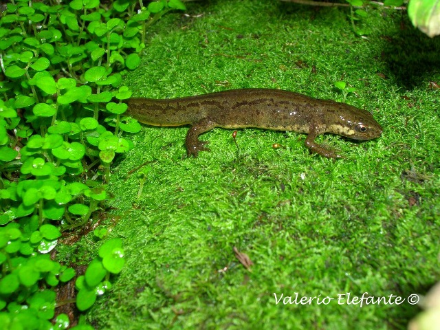 Tritoni @ Orto Botanico (Na) , Natura Mediterraneo | Forum Naturalistico