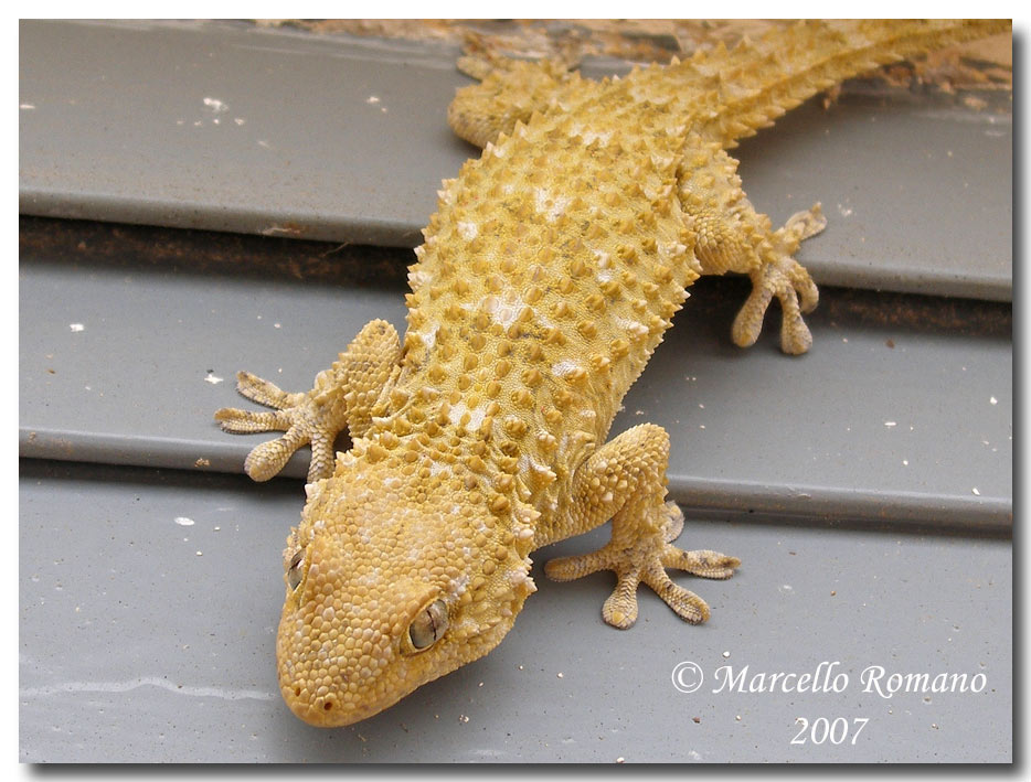 Un geco con livrea chiara dalla Sicilia meridionale , Natura ...