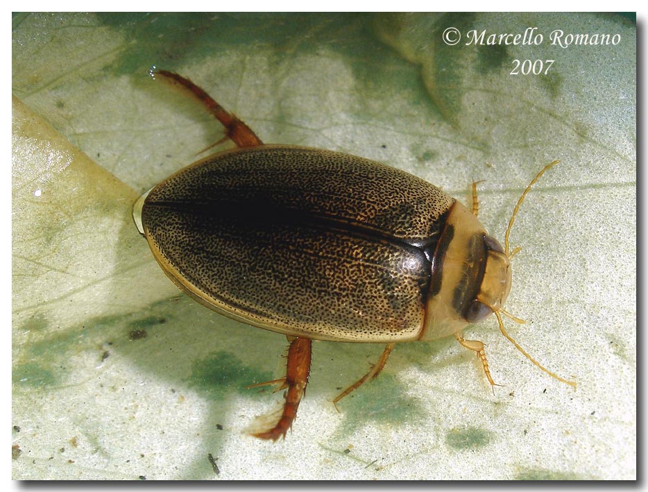 Dytiscidae: Hydaticus (Guignotites) leander , Natura Mediterraneo ...