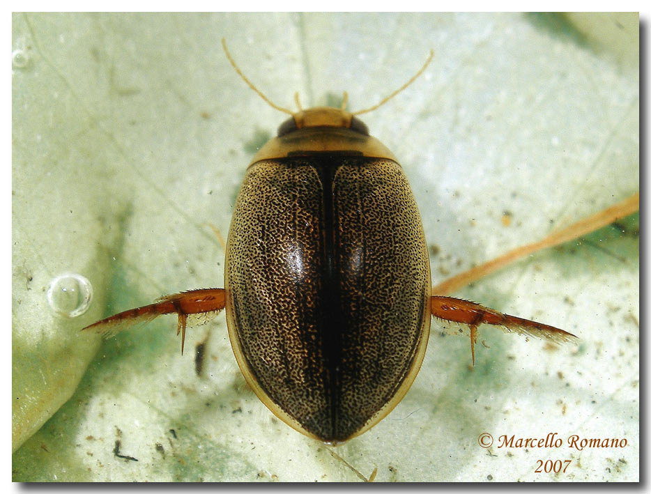 Dytiscidae: Hydaticus (Guignotites) leander , Natura Mediterraneo ...